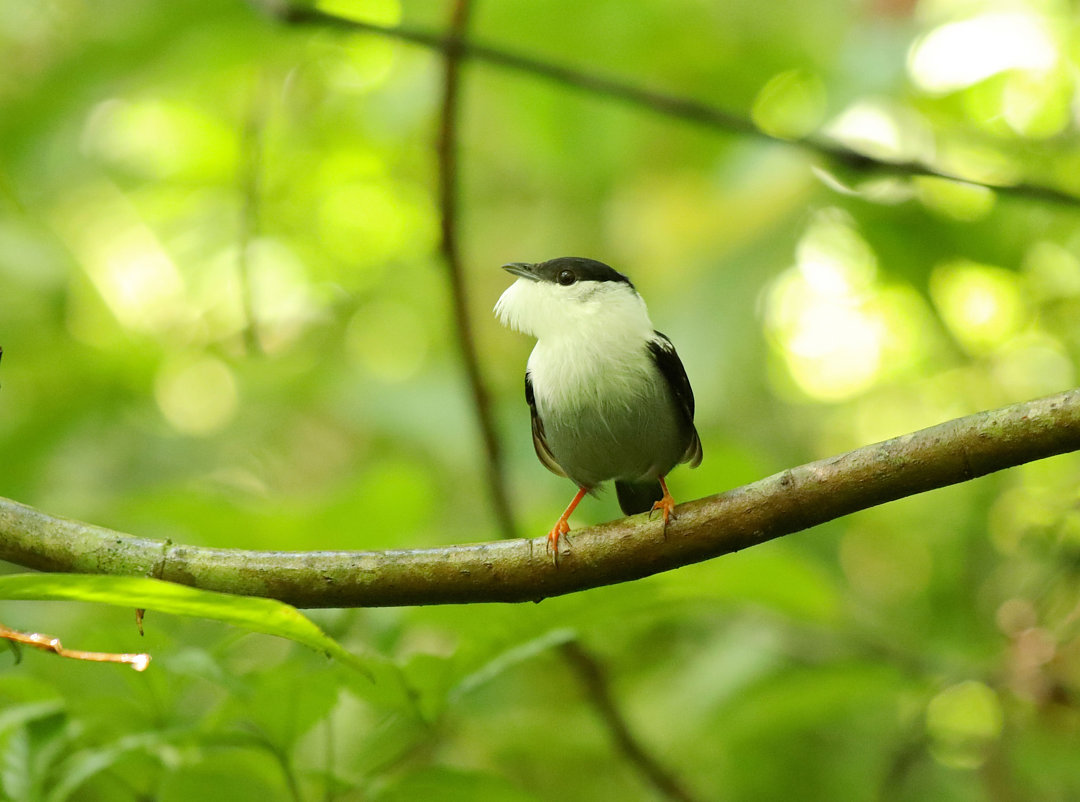 Foto rendeira (Manacus manacus) Por João Arthur Scremim | Wiki Aves - A ...