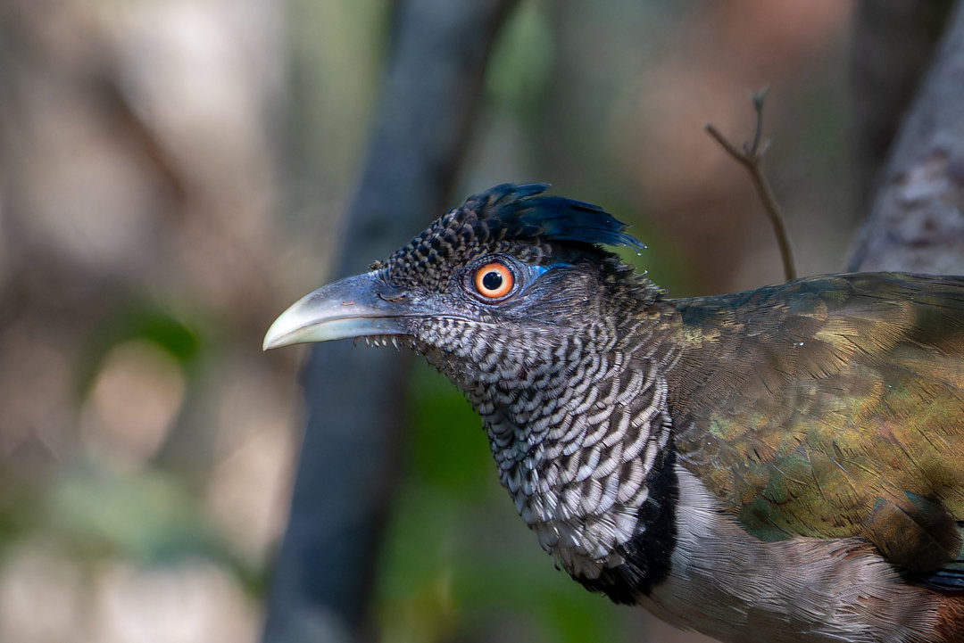 Foto jacu-estalo (Neomorphus geoffroyi) Por Nailson Júnior | Wiki Aves ...