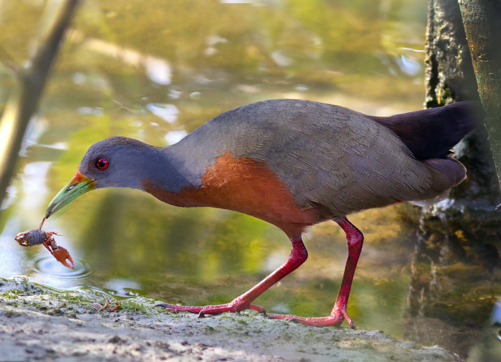Foto saracura-do-mangue (Aramides mangle) Por Marco Cruz | Wiki Aves ...