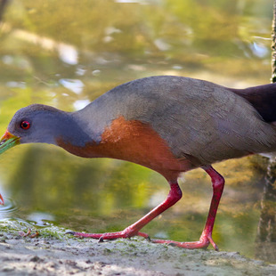 Gruiformes | WikiAves - A Enciclopédia das Aves do Brasil
