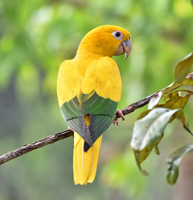 Foto ararajuba (Guaruba guarouba) Por Leonardo Peres | Wiki Aves - A ...