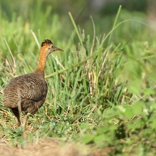 perdiz (Rhynchotus rufescens) | WikiAves - A Enciclopédia das Aves do ...