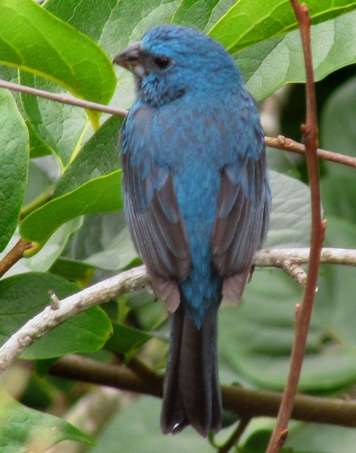 Foto azulinho (Cyanoloxia glaucocaerulea) Por Samantha Klein | Wiki ...