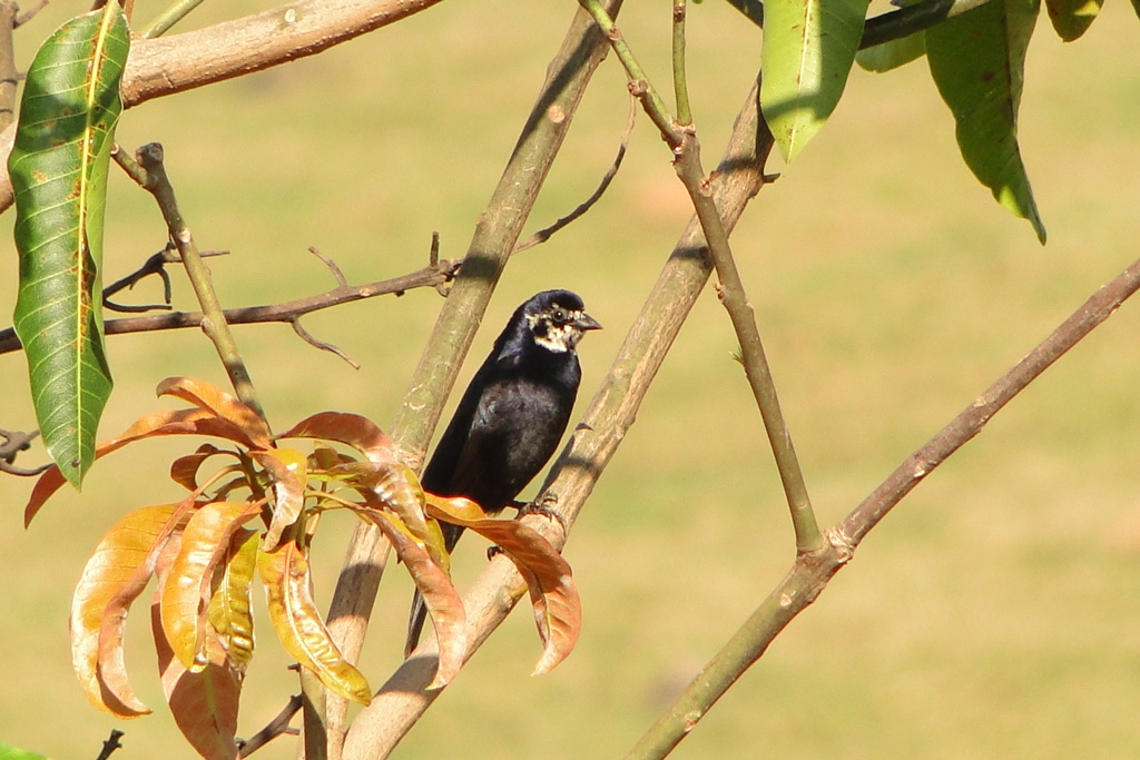 Foto chupim (Molothrus bonariensis) Por Aurélio | Wiki Aves - A ...