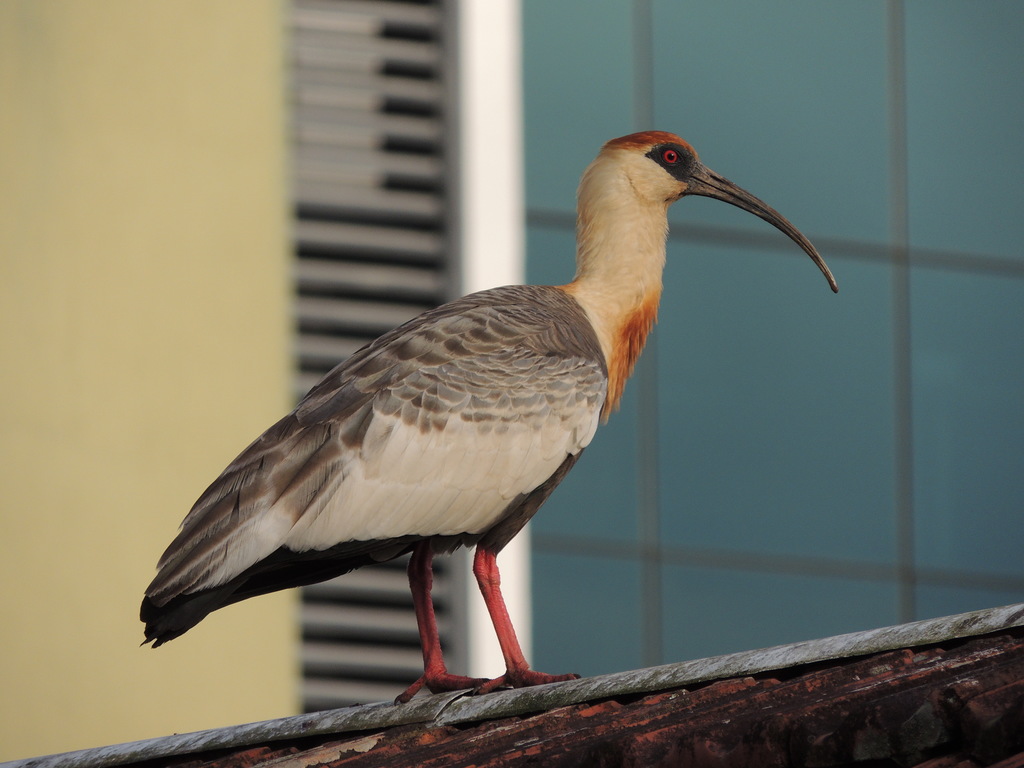 Foto curicaca (Theristicus caudatus) Por Claudio Cesar | Wiki Aves - A ...