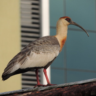 curicaca (Theristicus caudatus) | WikiAves - A Enciclopédia das Aves do ...