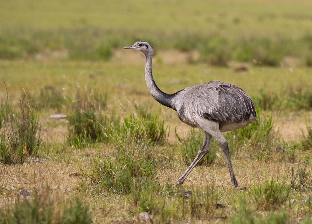 Foto ema (Rhea americana) Por Geraldo Luiz | Wiki Aves - A Enciclopédia ...