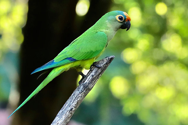 Foto periquito-rei (Eupsittula aurea) Por Sandra Rebello | Wiki Aves ...