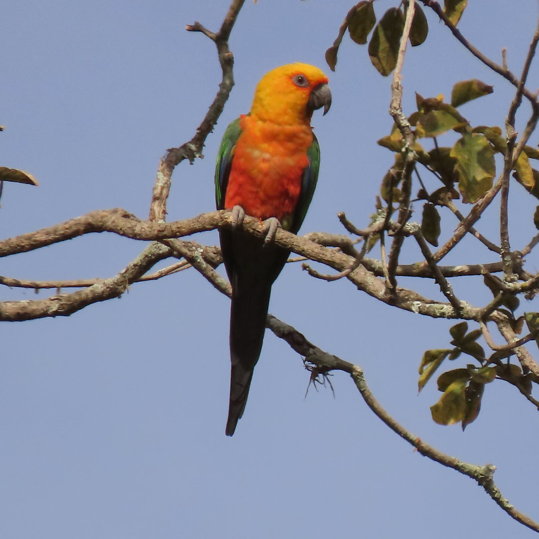 Foto jandaia-verdadeira (Aratinga jandaya) Por Ronaldo Rodrigues de ...