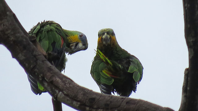 Foto curica (Amazona amazonica) Por Rodrigo C. Barbosa | Wiki Aves - A ...