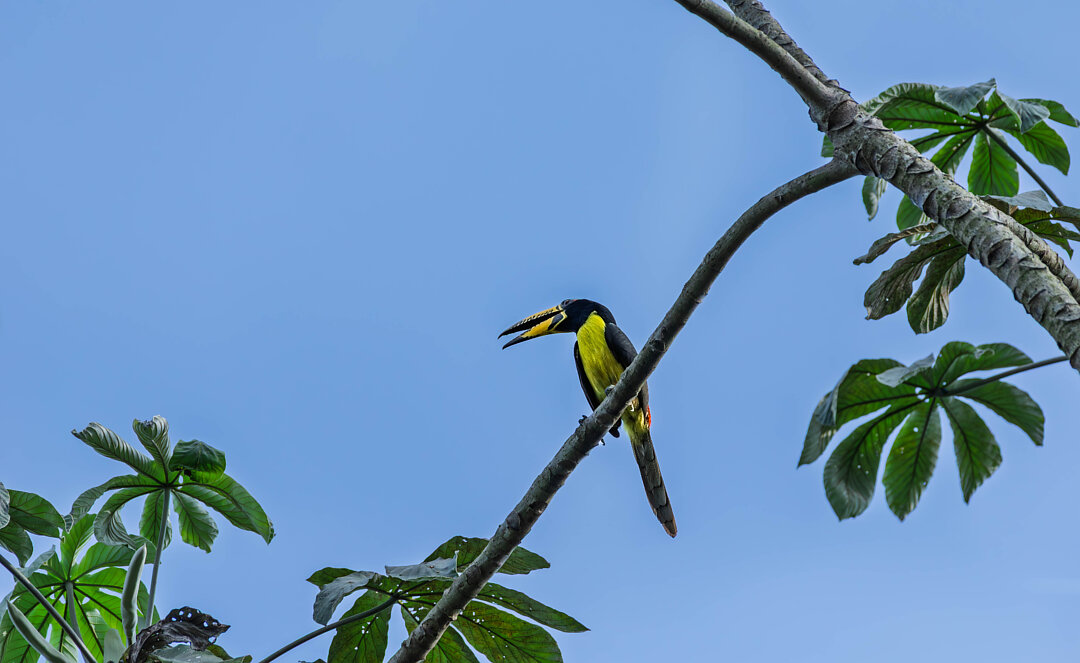 Foto araçari-de-bico-riscado (Pteroglossus inscriptus) Por Antonio ...