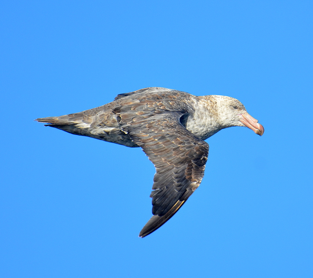 Foto petrel-grande-do-norte (Macronectes halli) Por Cesar Santos | Wiki ...