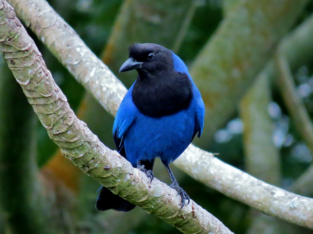 Foto gralha-azul (Cyanocorax caeruleus) Por Ramsés Antunes da Luz ...