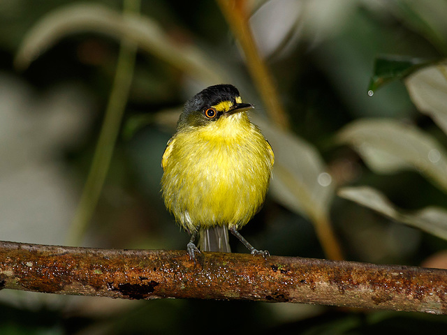 Foto teque-teque (Todirostrum poliocephalum) Por Richard Stubing | Wiki ...