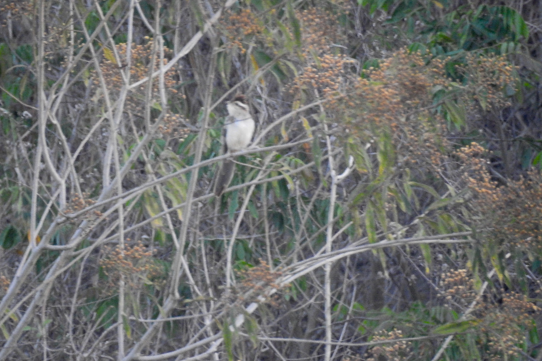 Foto saci (Tapera naevia) Por Fábio Diniz | Wiki Aves - A Enciclopédia ...