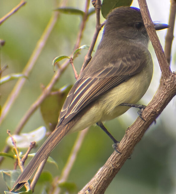 Foto Myiarchus sp. (Myiarchus sp.) Por Ednardo Mota | Wiki Aves - A ...