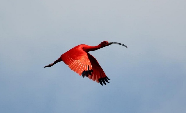 Foto guará (Eudocimus ruber) Por Luciano R. Alardo Souto | Wiki Aves ...
