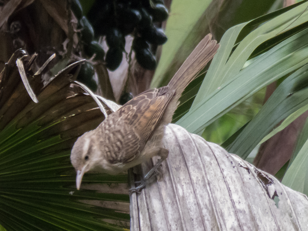 Foto catatau (Campylorhynchus turdinus) Por Rosane Brito | Wiki Aves ...
