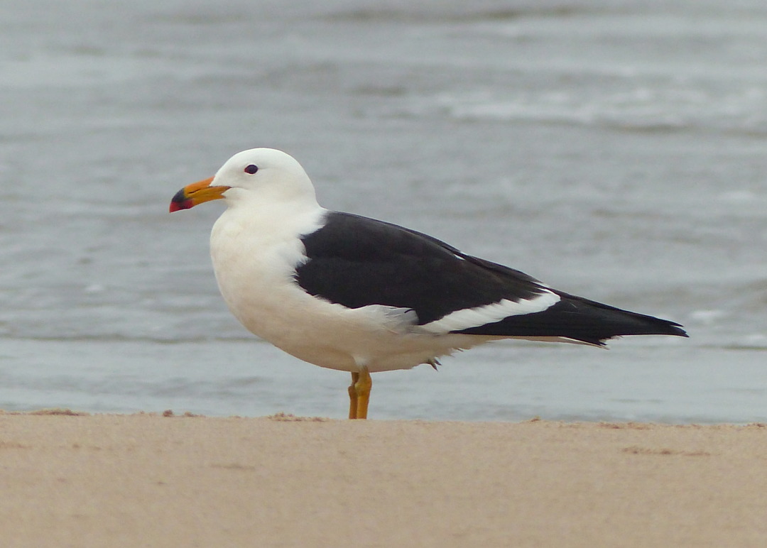 Foto gaivota-de-rabo-preto (Larus atlanticus) Por Mel Simas | Wiki Aves ...