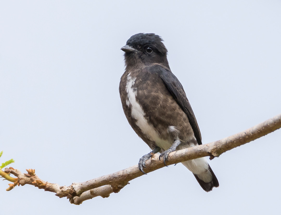 Foto anambé-fusco (Iodopleura fusca) Por Roseanne Almeida | Wiki Aves ...