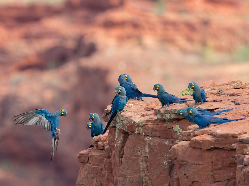 Foto arara-azul-de-lear (Anodorhynchus leari) Por Ester Ramirez | Wiki ...