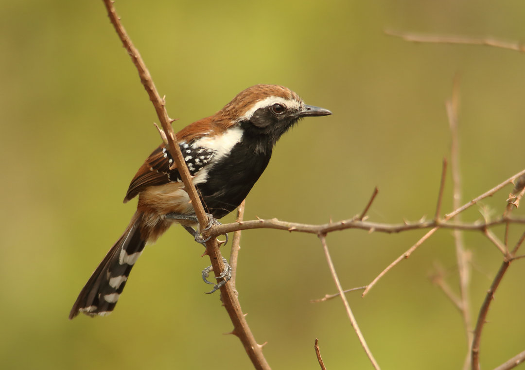 Foto papa-formiga-vermelho (Formicivora rufa) Por Ivo Zecchin | Wiki ...