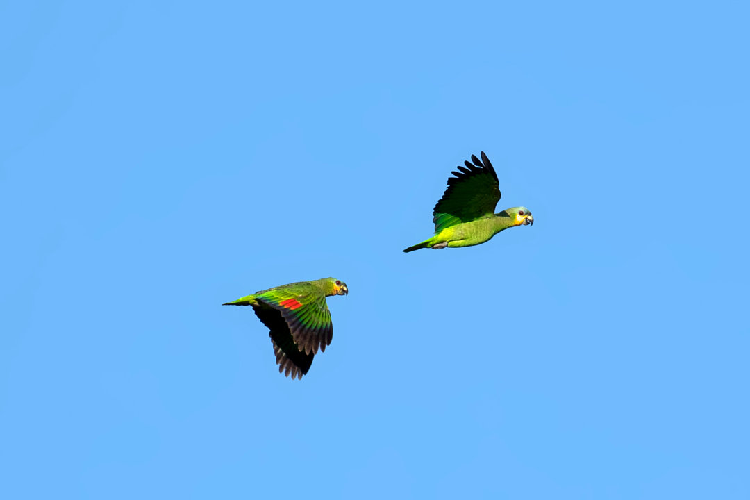 Foto curica (Amazona amazonica) Por Marcelo Luiz Quirino | Wiki Aves ...