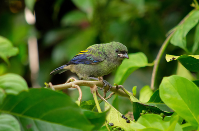saíra-pintor (Tangara fastuosa) | WikiAves - A Enciclopédia das Aves do ...