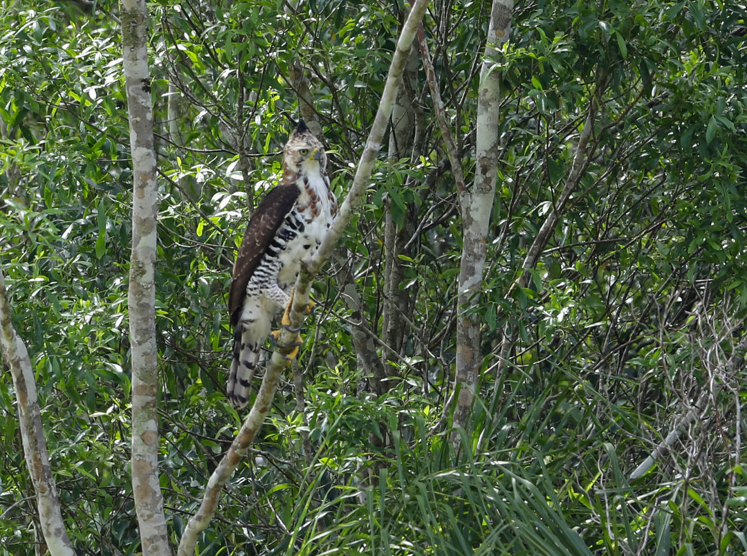 Foto gavião-de-penacho (Spizaetus ornatus) Por Claudio Furini | Wiki ...