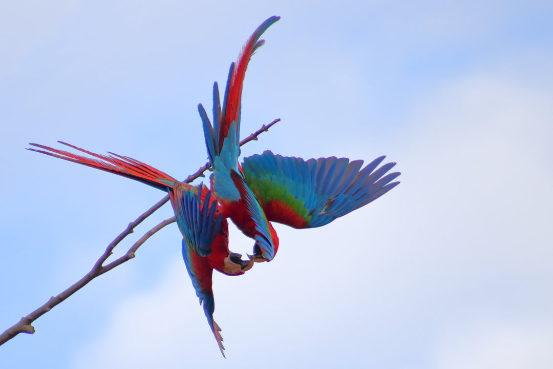 Foto arara-vermelha (Ara chloropterus) Por Francisco Bezerra Neto ...