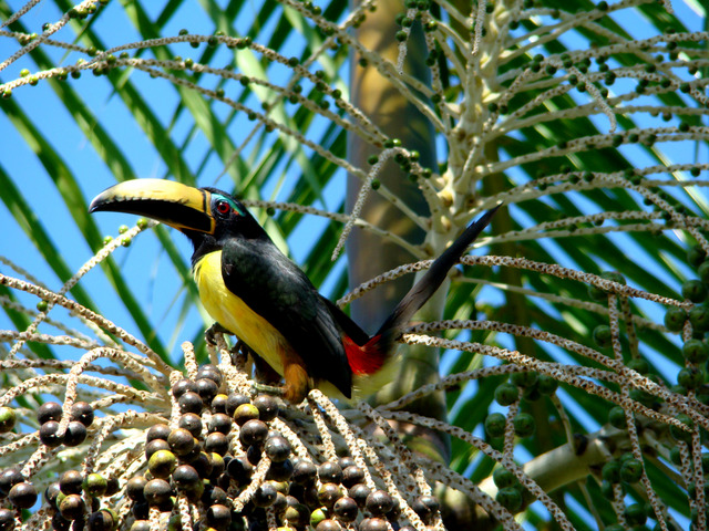 Foto araçari-de-bico-riscado (Pteroglossus inscriptus) Por Fernando ...