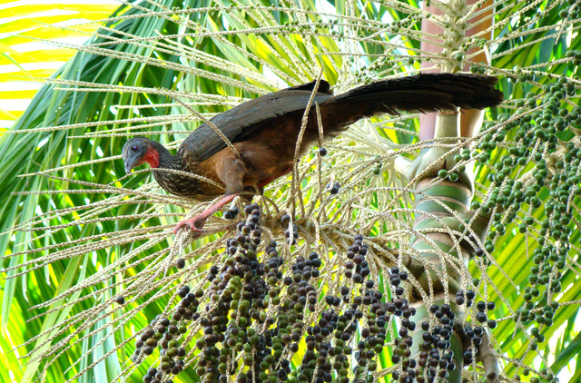 Foto jacu-de-spix (Penelope jacquacu) Por Fernando Filho | Wiki Aves ...