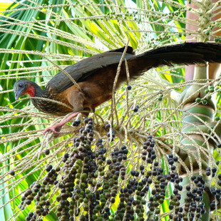 jacu-de-spix (Penelope jacquacu) | WikiAves - A Enciclopédia das Aves ...