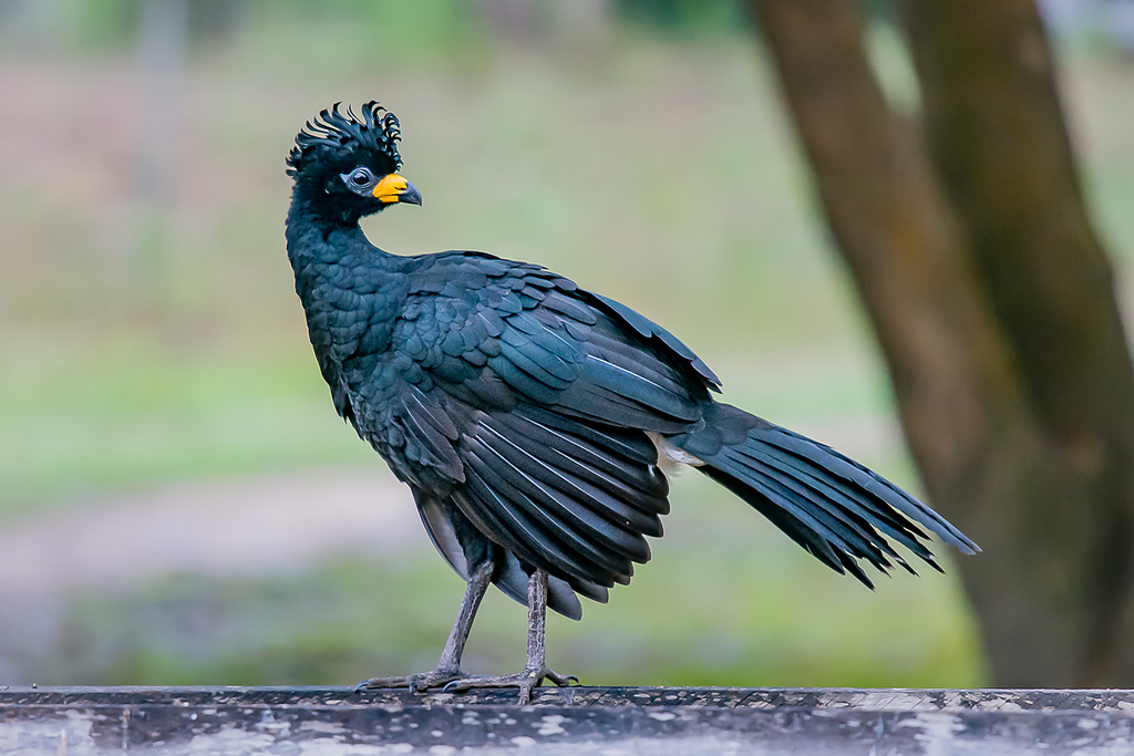 Foto mutum-de-penacho (Crax fasciolata) Por Celso B Almeida | Wiki Aves ...