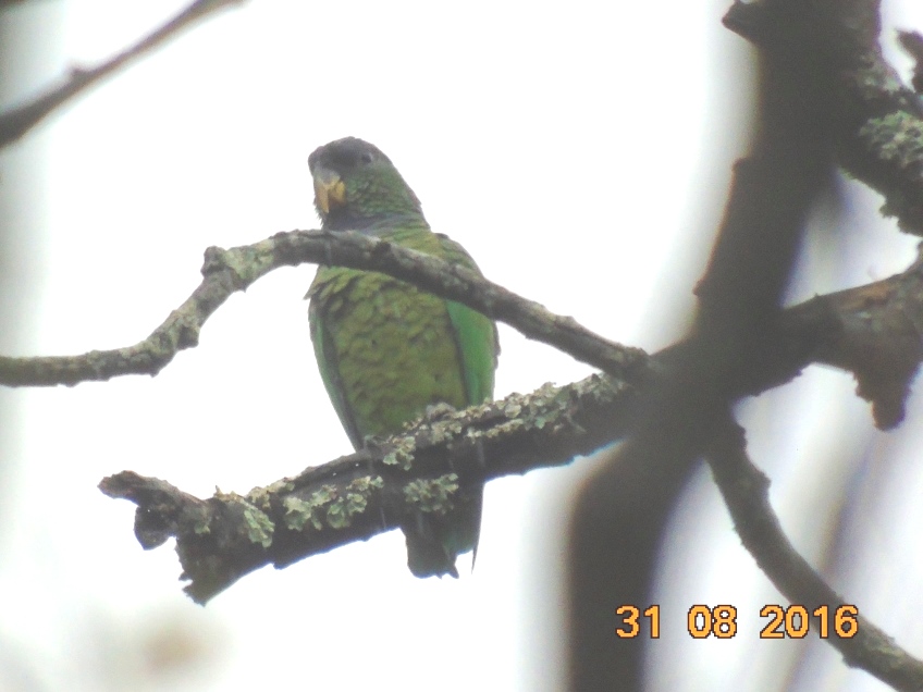 Foto maitaca-verde (Pionus maximiliani) Por Arthur Cintra | Wiki Aves ...