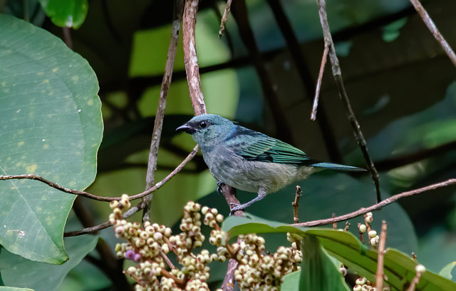 Foto saíra-mascarada (Stilpnia nigrocincta) Por Anderson Júnior | Wiki ...