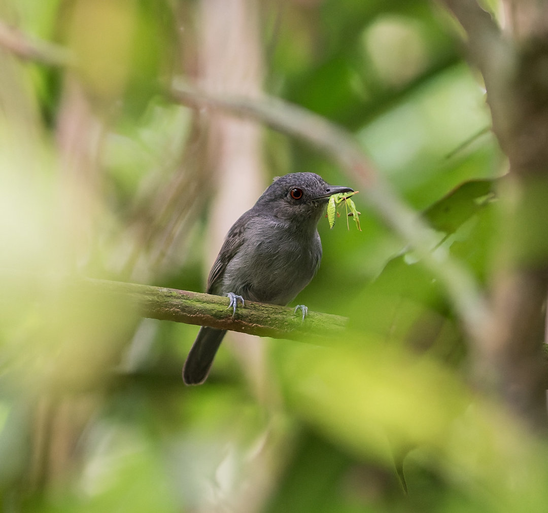 Foto choca-de-olho-vermelho (Thamnophilus schistaceus) Por Luis Morais ...