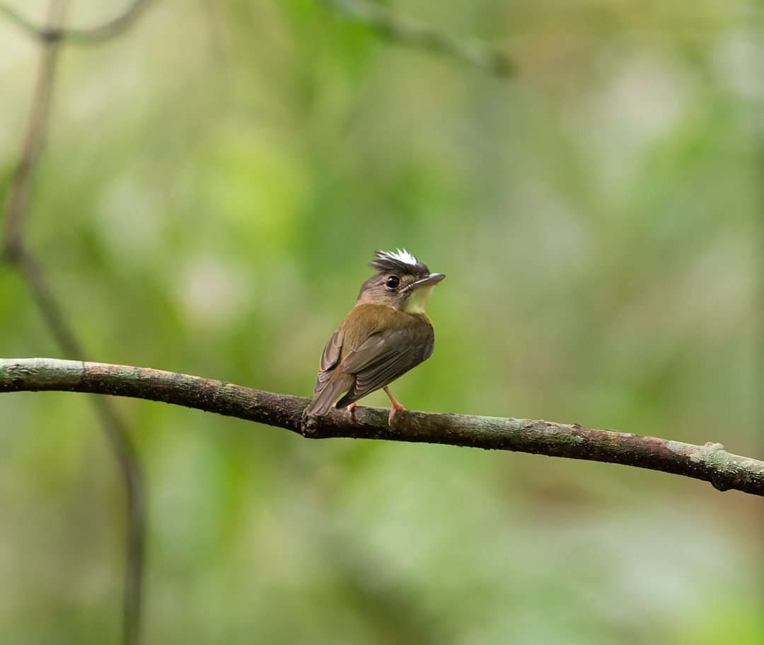 Foto patinho-de-coroa-branca (Platyrinchus platyrhynchos) Por Luis ...