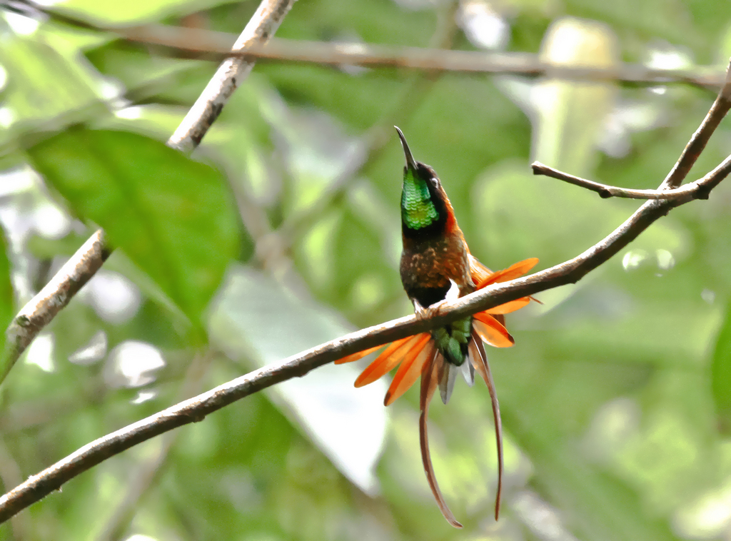 Foto beija-flor-brilho-de-fogo (Topaza pella) Por Oscar Abener Fenalti ...