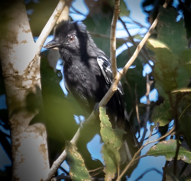 Foto choca-selada (Thamnophilus cryptoleucus) Por Marcos Freitas | Wiki ...