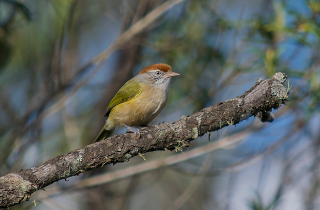 Foto vite-vite-de-olho-cinza (Hylophilus amaurocephalus) Por Gleice ...