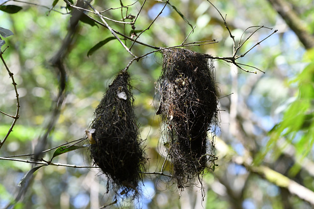 Foto tecelão (Cacicus chrysopterus) Por Otavio Ernesto | Wiki Aves - A ...