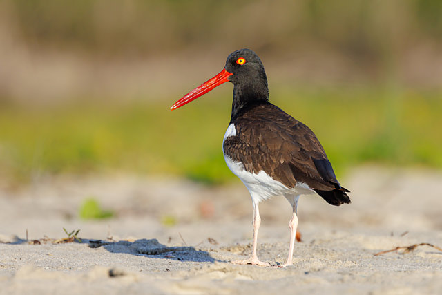 Foto piru-piru (Haematopus palliatus) Por Diomar Mühlmann | Wiki Aves ...