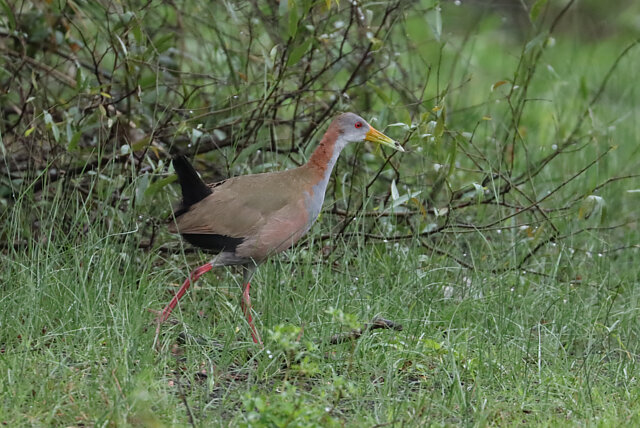 Foto saracuruçu (Aramides ypecaha) Por Eduardo Rodrigues | Wiki Aves ...