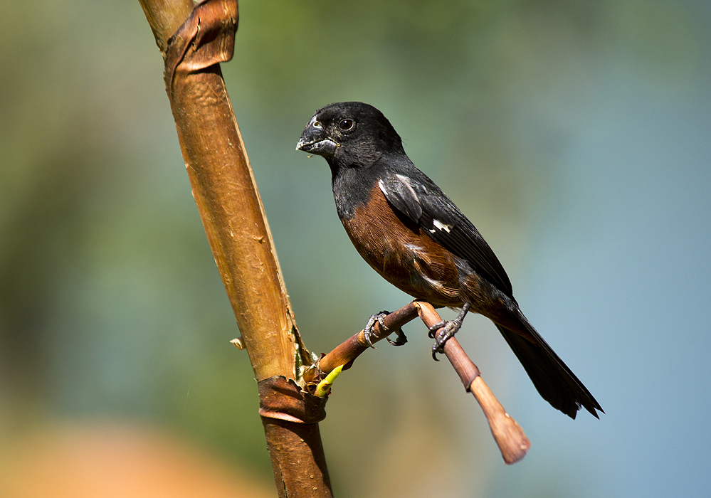 Foto curió (Sporophila angolensis) Por Fernando Cipriani | Wiki Aves ...