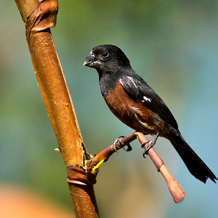 curió (Sporophila angolensis) | WikiAves - A Enciclopédia das Aves do ...