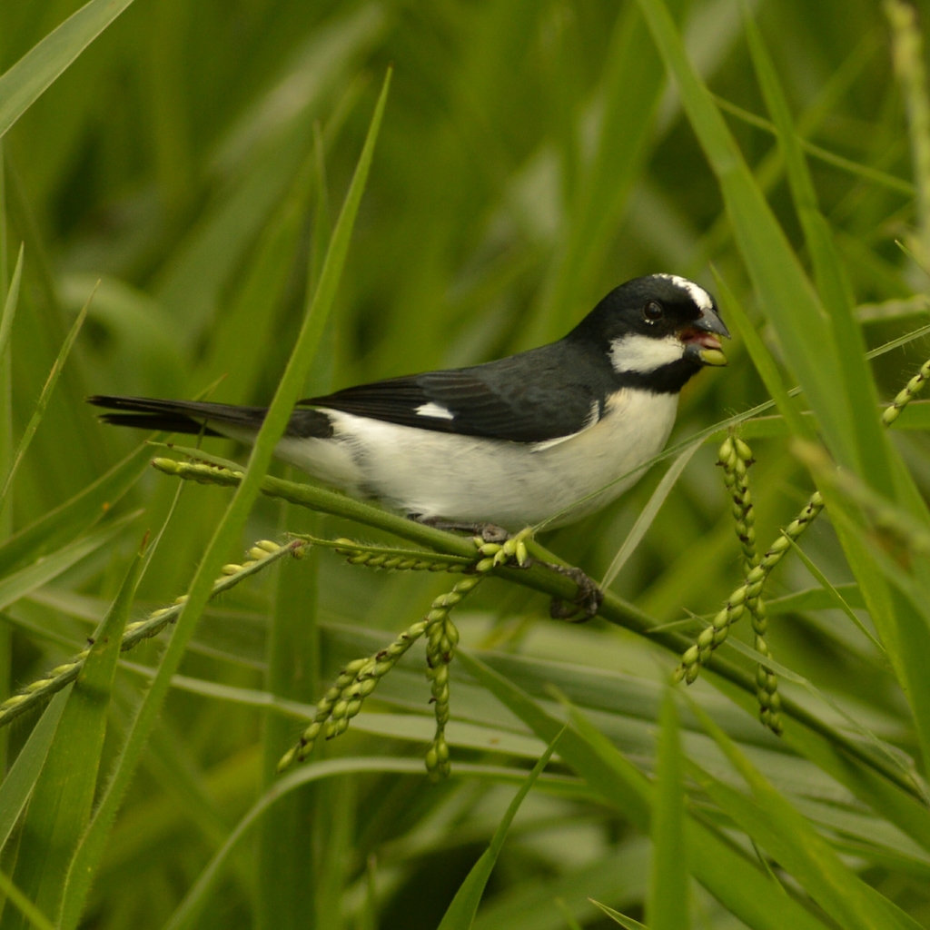 Foto bigodinho (Sporophila lineola) Por Luciano Araujo Dutra | Wiki ...