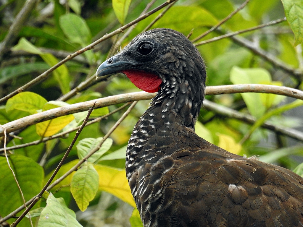 Foto aracuã-pintado (Ortalis guttata) Por Ricardo Plácido | Wiki Aves ...