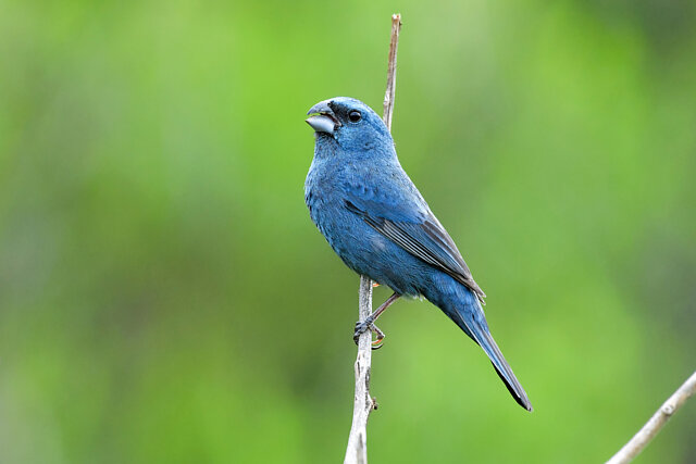 Foto azulinho (Cyanoloxia glaucocaerulea) Por Rudimar Cipriani | Wiki ...