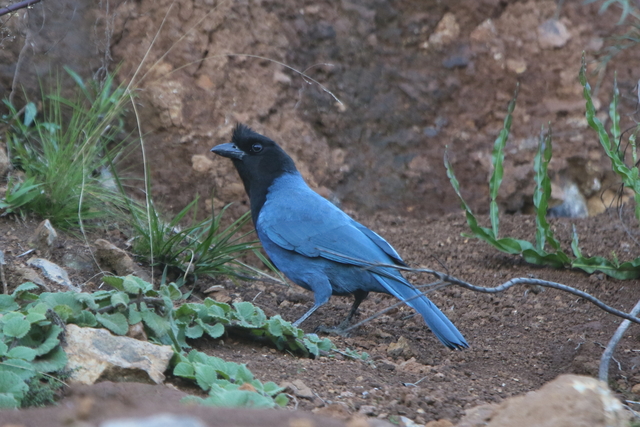 Foto gralha-azul (Cyanocorax caeruleus) Por Ian Thompson | Wiki Aves ...